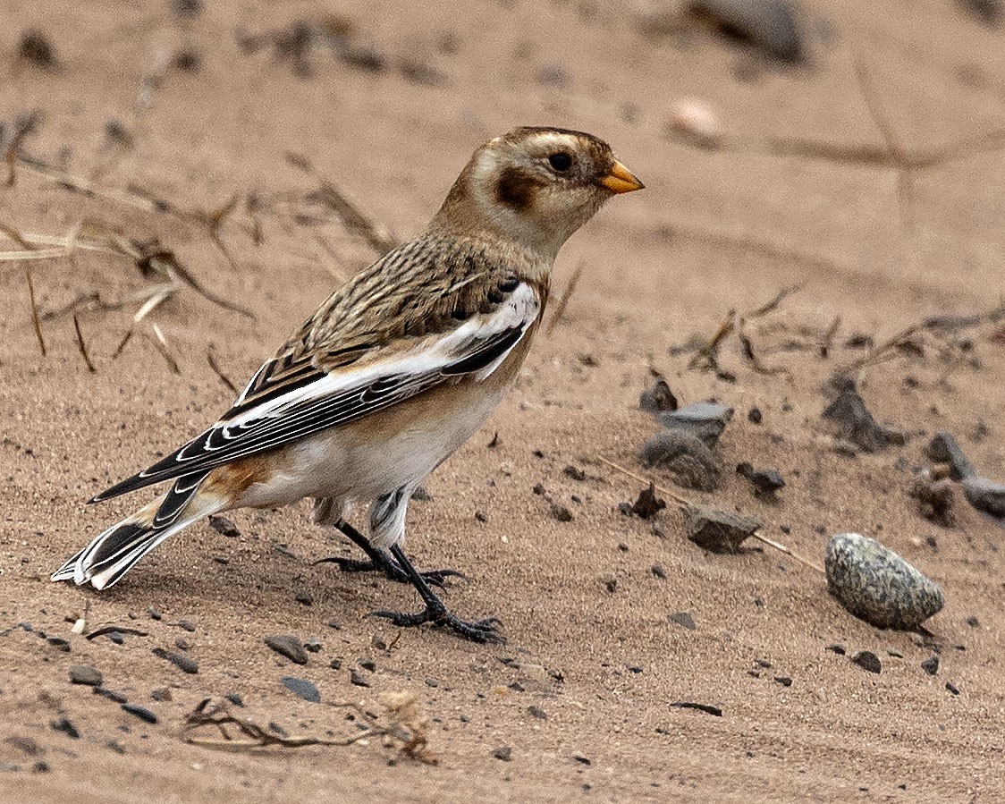 eBird Checklist - 29 Oct 2025 - Crex Meadows SWA - 16 species
