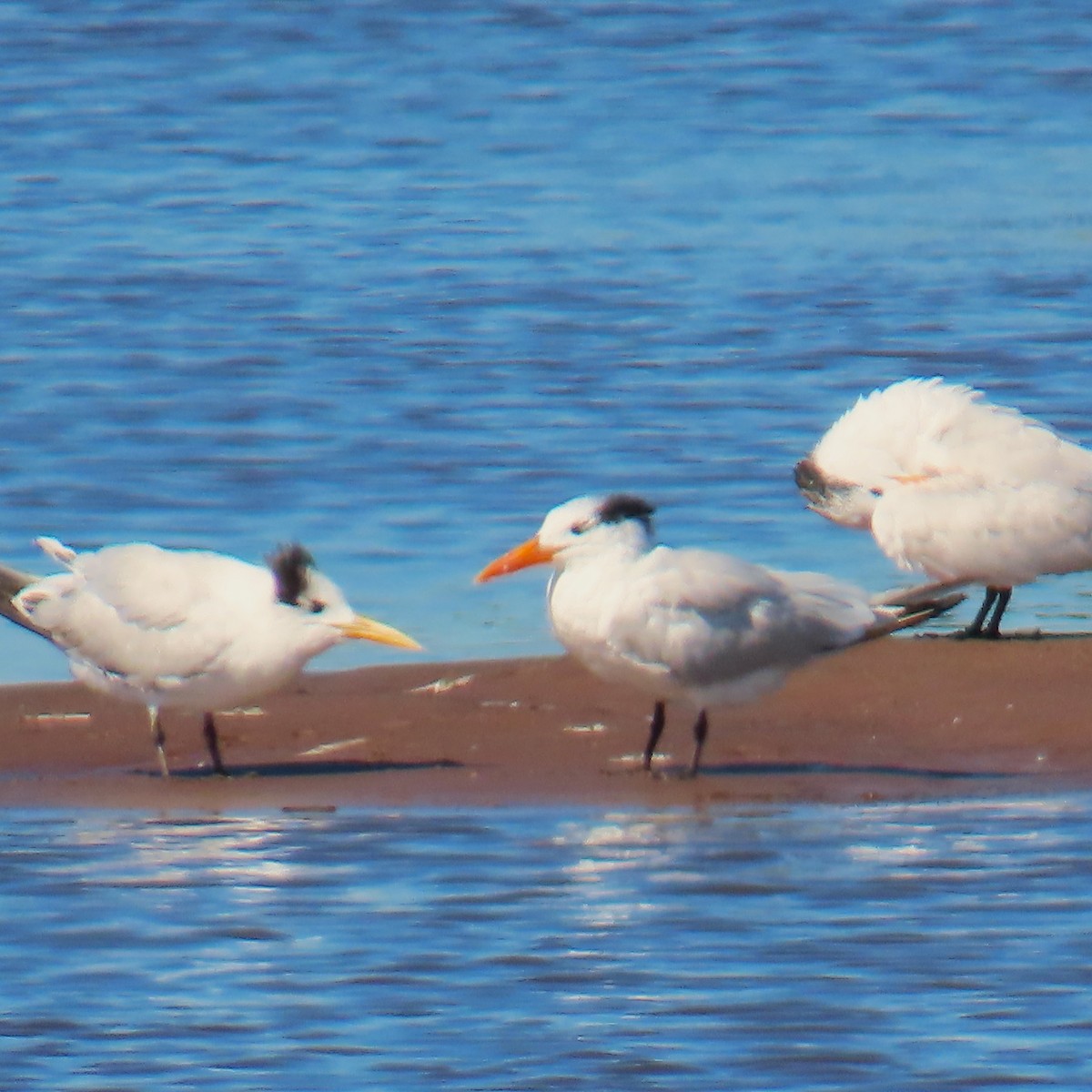 eBird Checklist - 1 Nov 2025 - 9990 Florida 82, Felda, Florida, US (26. ...