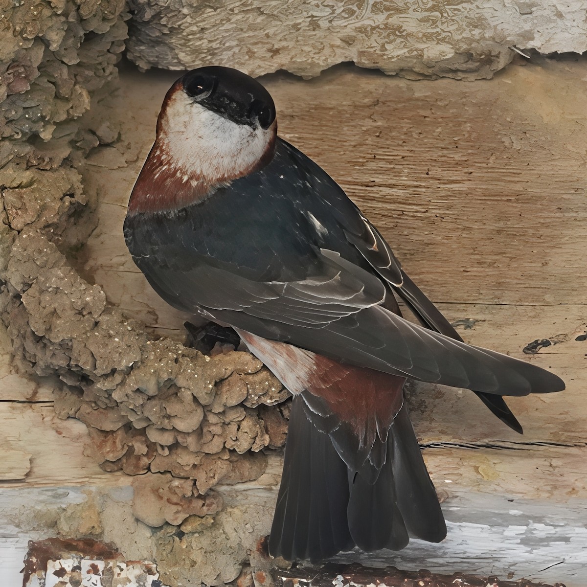 eBird Checklist - 21 Oct 2025 - Sabiango - 4 species
