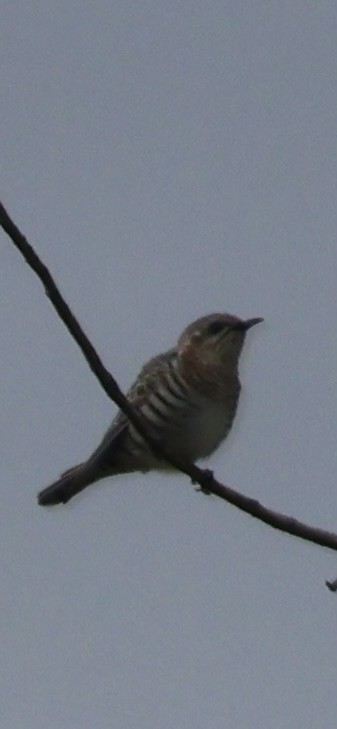 eBird Checklist - 26 Oct 2025 - Emu Green, Emu Plains - 32 species