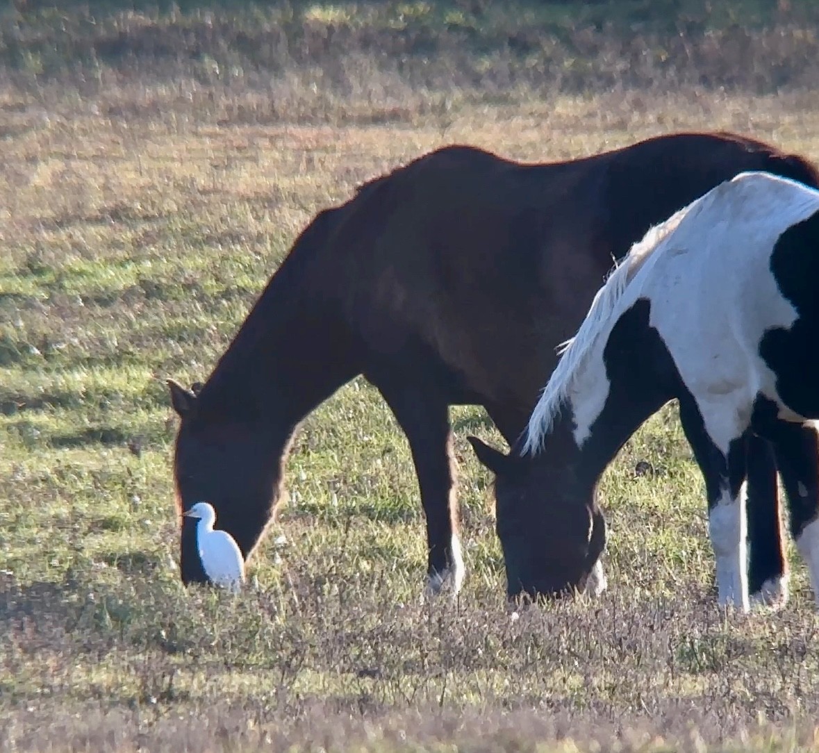 eBird Checklist - 1 Nov 2025 - Marsh Creek SP--West Side - 21 species