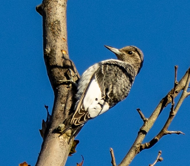 eBird Checklist - 2 Nov 2025 - Swan Harbor Farm Park - 38 species (+2 ...