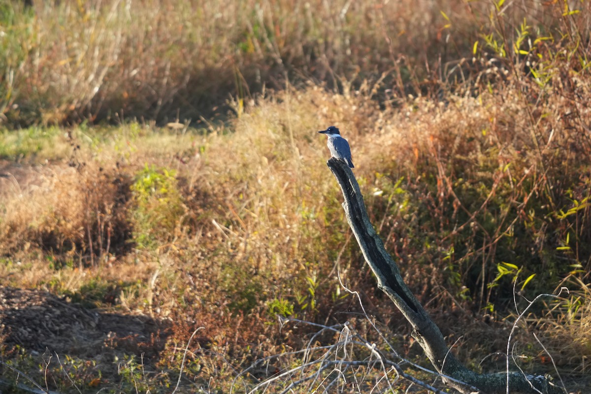 eBird Checklist - 2 Nov 2025 - Royce Hanson Conservation Park at Broad ...