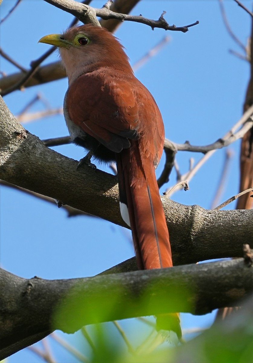 eBird Checklist - 20 Oct 2025 - Reserva Jorupe y Urraca Lodge - 15 species