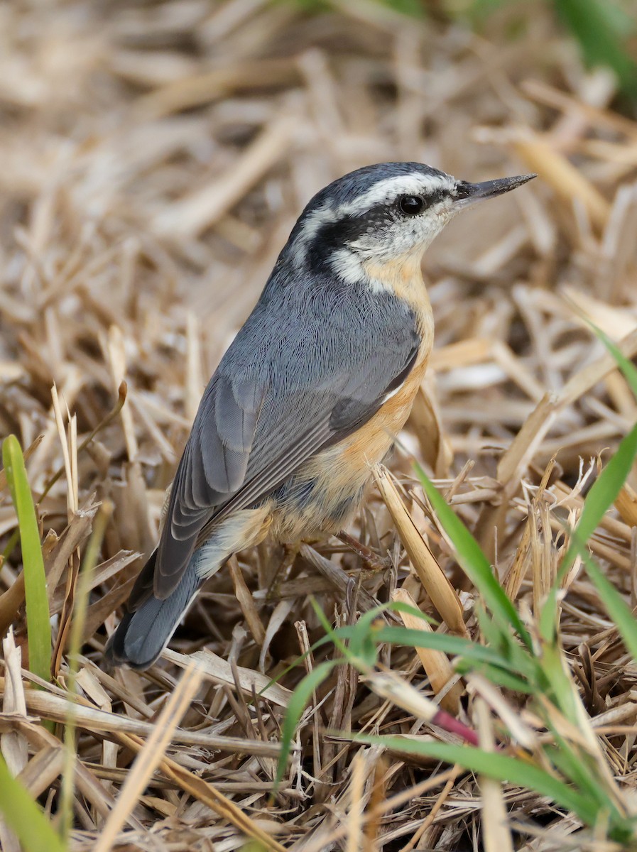 ML644532840 - Red-breasted Nuthatch - Macaulay Library