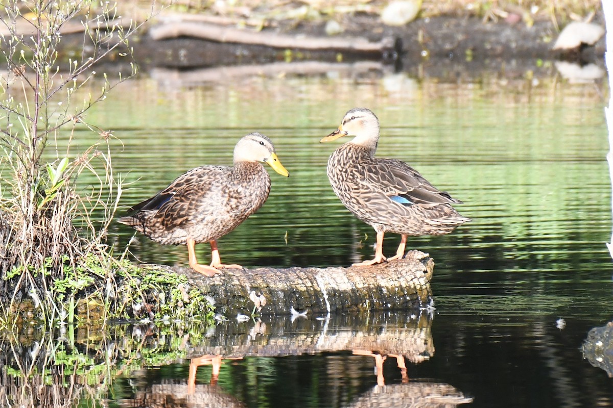 eBird Checklist - 1 Nov 2025 - Port Orange Causeway Park - 27 species