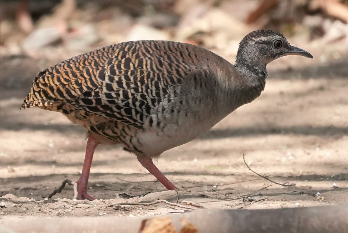 eBird Checklist - 20 Oct 2025 - Reserva Jorupe y Urraca Lodge - 26 species