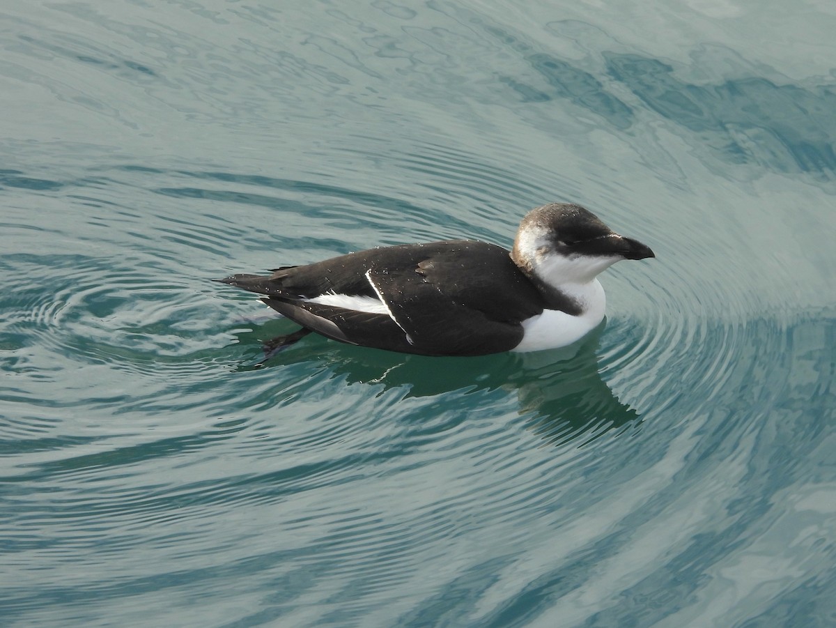 eBird Checklist - 2 Nov 2025 - Toronto--Leslie Lookout Park - 11 species