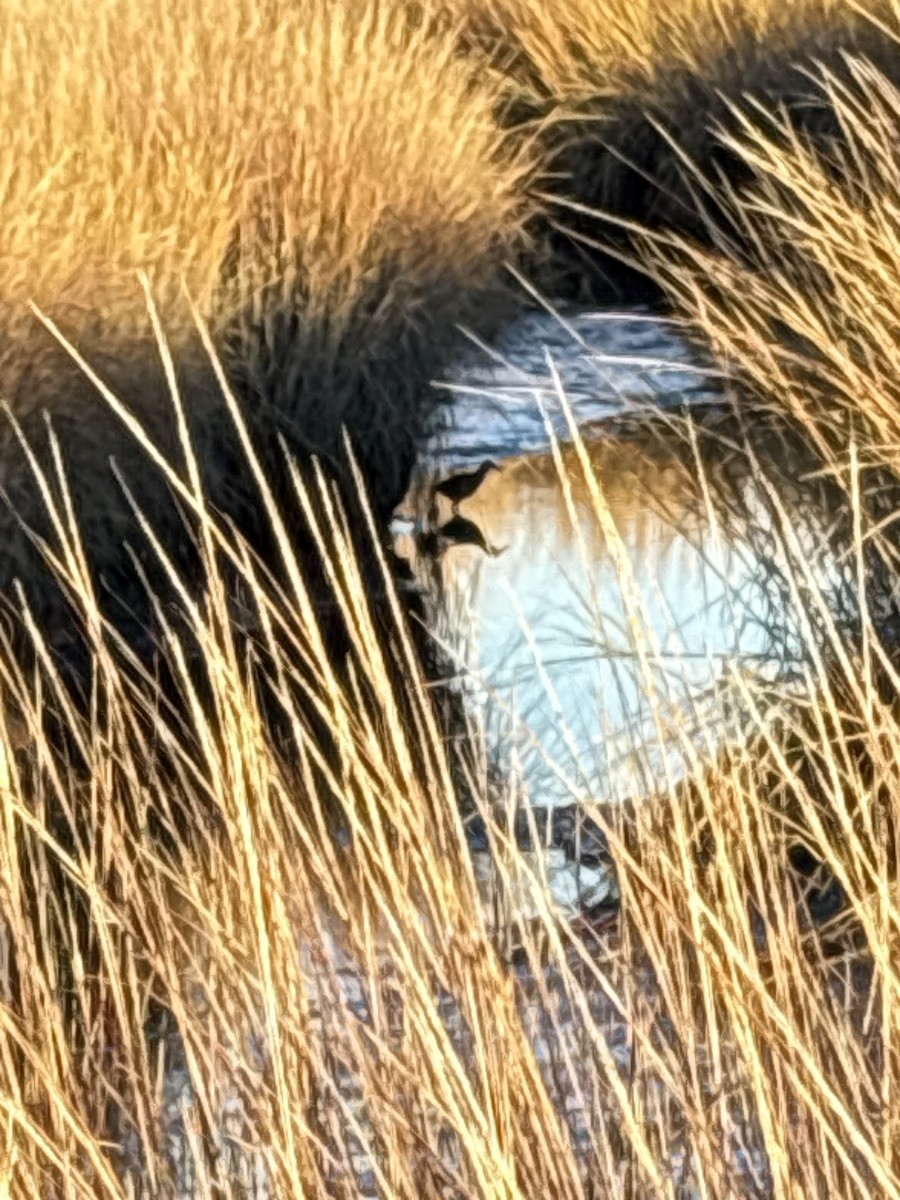 eBird Checklist - 2 Nov 2025 - Scarborough Marsh--Dunstan Landing - 3 ...
