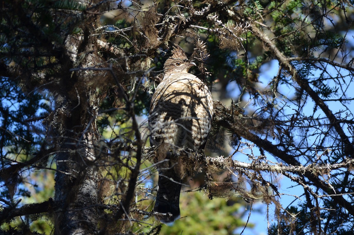 eBird Checklist - 2 Nov 2025 - Longue Pointe de Mingan - 22 species