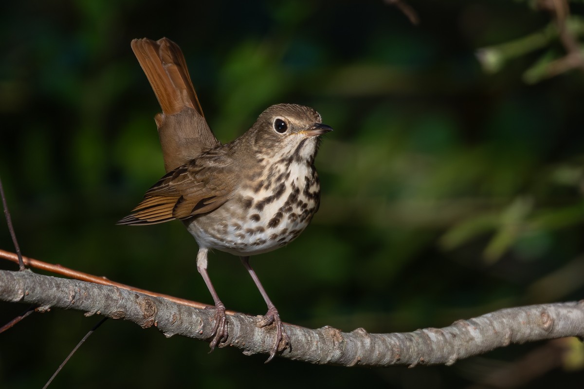 eBird Checklist - 2 Nov 2025 - Sylvan Rodriguez Park - 35 species (+2 ...