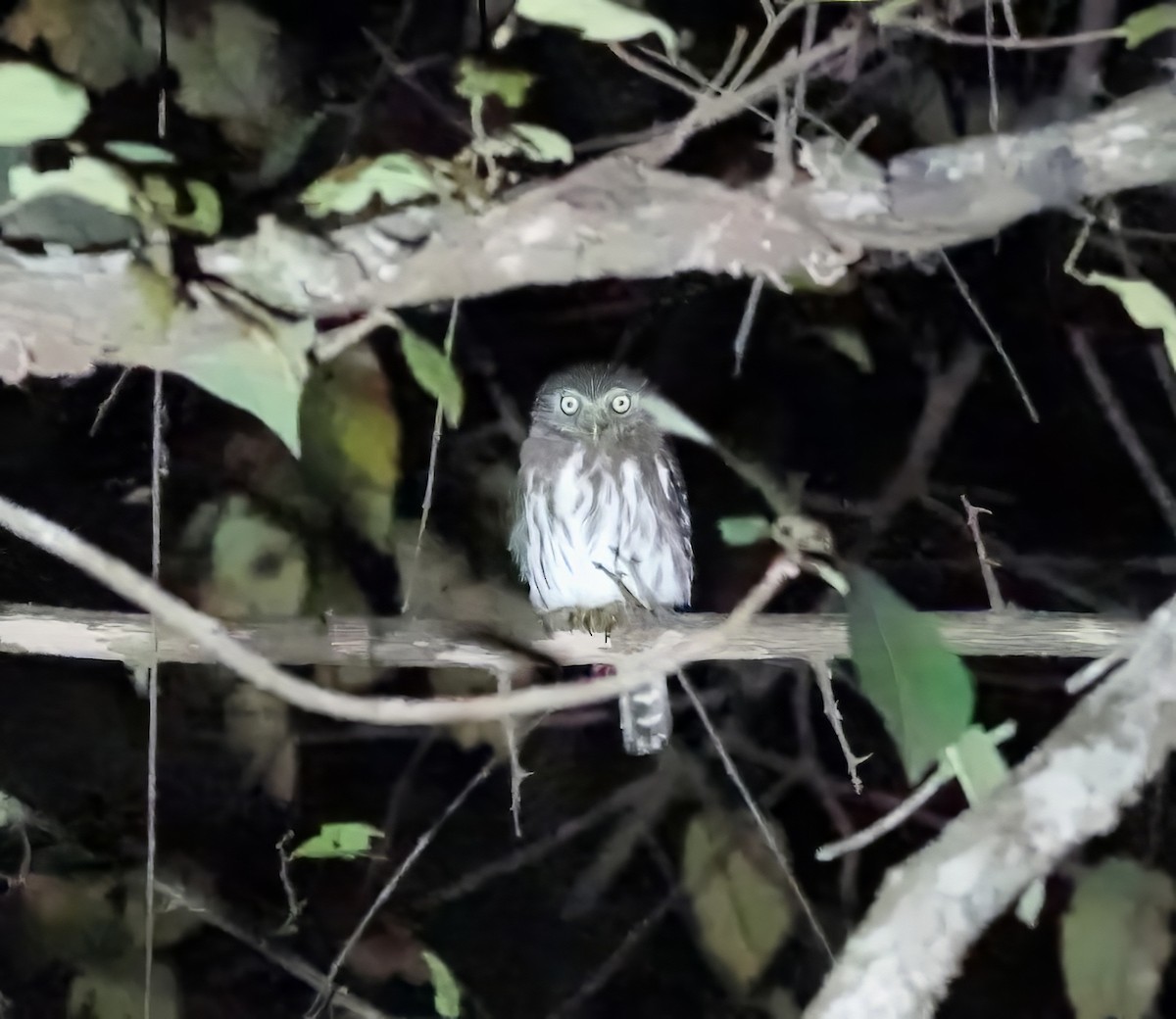 eBird Checklist - 19 Oct 2025 - Reserva Jorupe y Urraca Lodge - 1 species