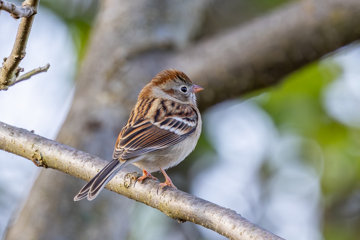 eBird Checklist - 2 Nov 2025 - Hanley Biological Field Preserve ...