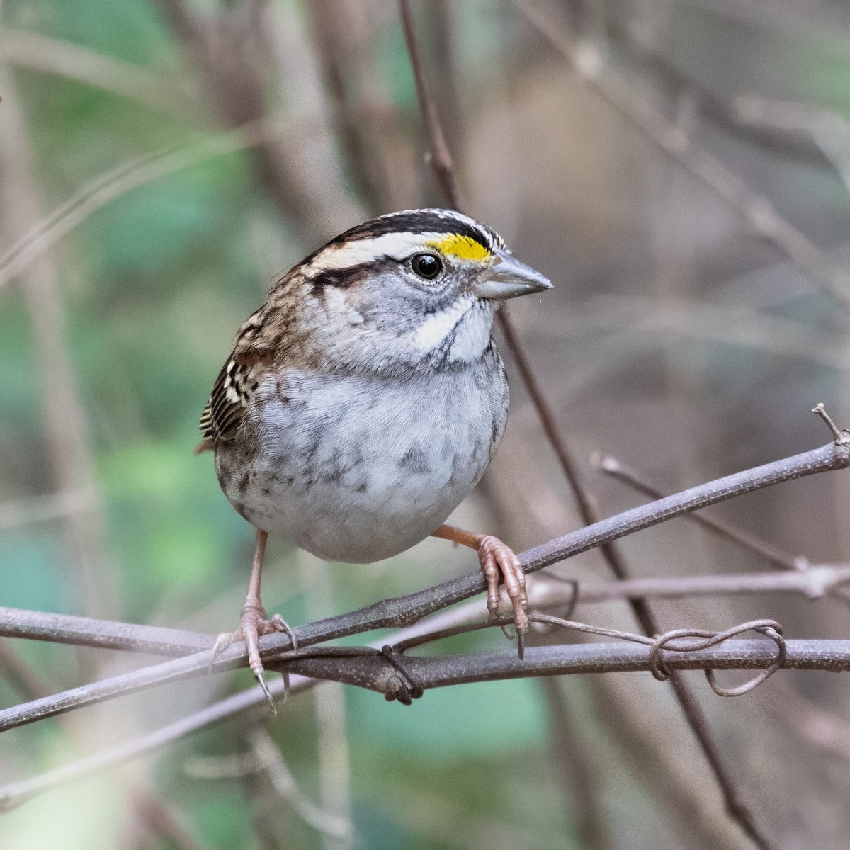 eBird Checklist - 2 Nov 2025 - Murphey Candler Park - 35 species