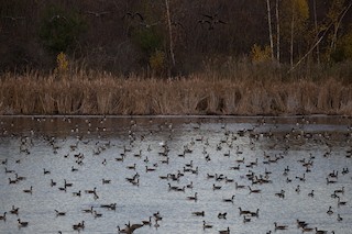 Ottawa--Bruce Pit, Ottawa, Ontario, Canada - eBird Hotspot