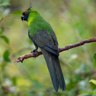 ウベアインコ - eBird