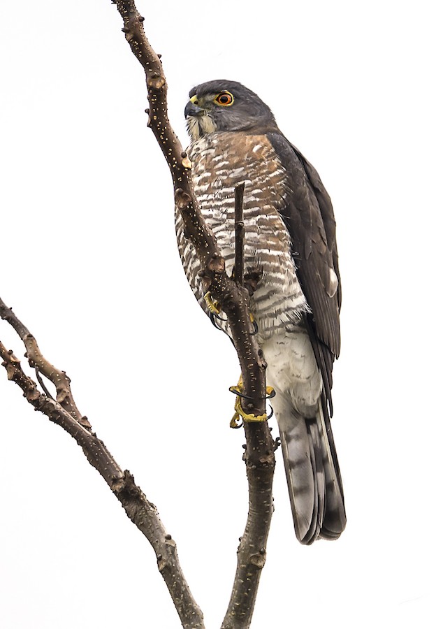 Crested Goshawk/Besra - eBird