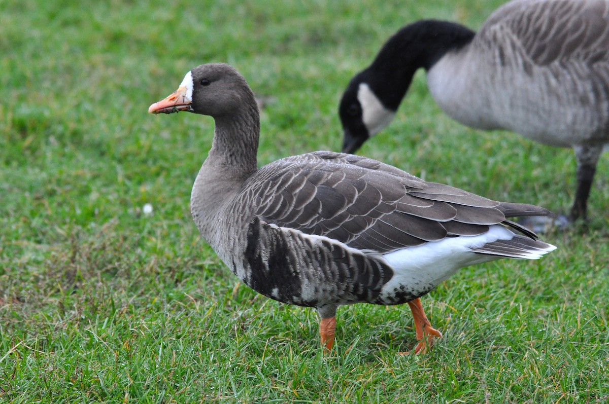 eBird Checklist - 2 Nov 2025 - Montrose Point Bird Sanctuary, Lincoln ...