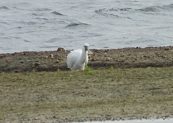 eBird Checklist - 3 Nov 2025 - Abberton Reservoir - 71 species