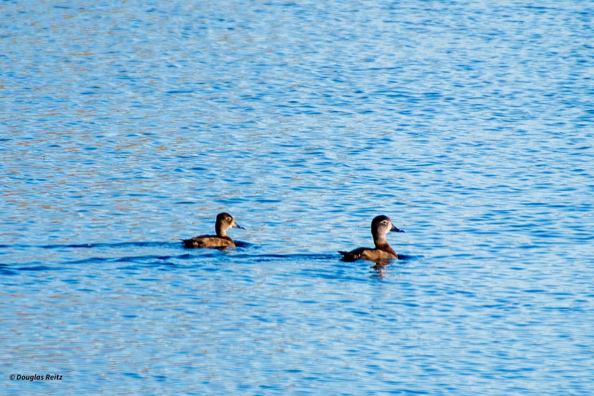 eBird Checklist - 3 Nov 2025 - Illinois Beach SP--North Unit/Camp Logan ...