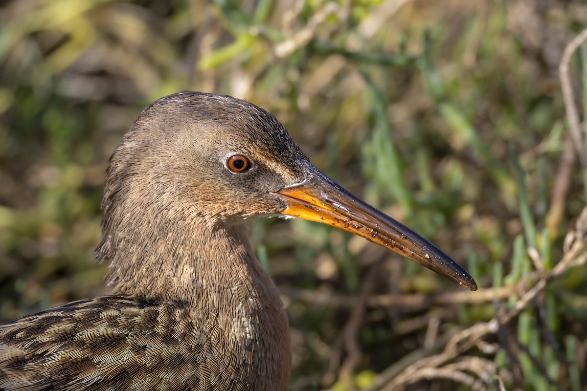 eBird Checklist - 3 Nov 2025 - Bolsa Chica Ecological Reserve - 48 species
