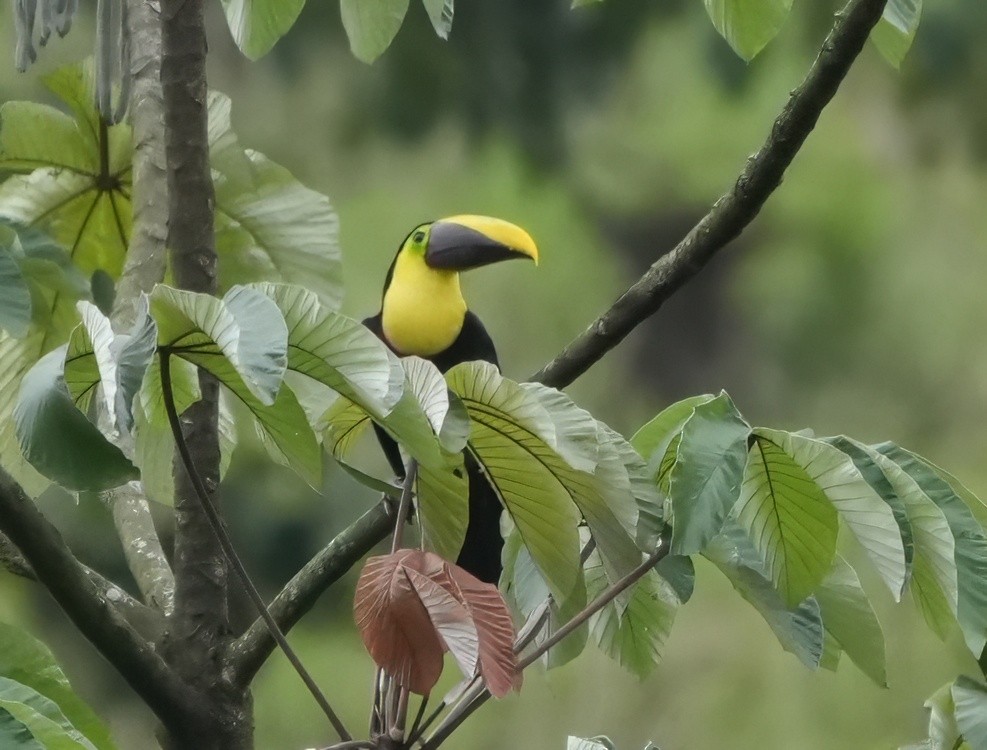eBird Checklist - 16 Oct 2025 - Vía Saracay - Piñas, Piñas EC-El Oro -3 ...