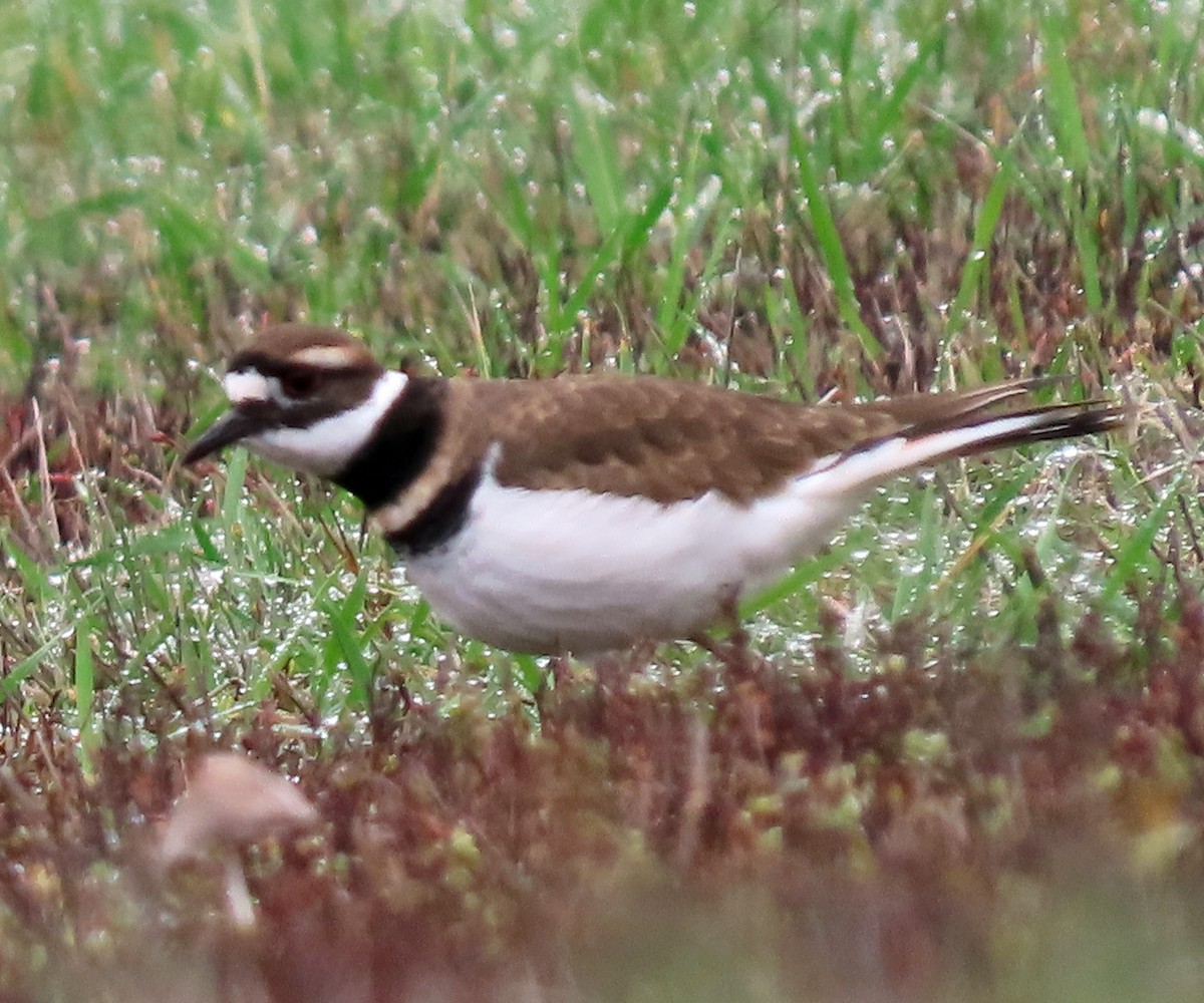 eBird Checklist - 4 Nov 2025 - Rickreall Creek Trail System - 12 species