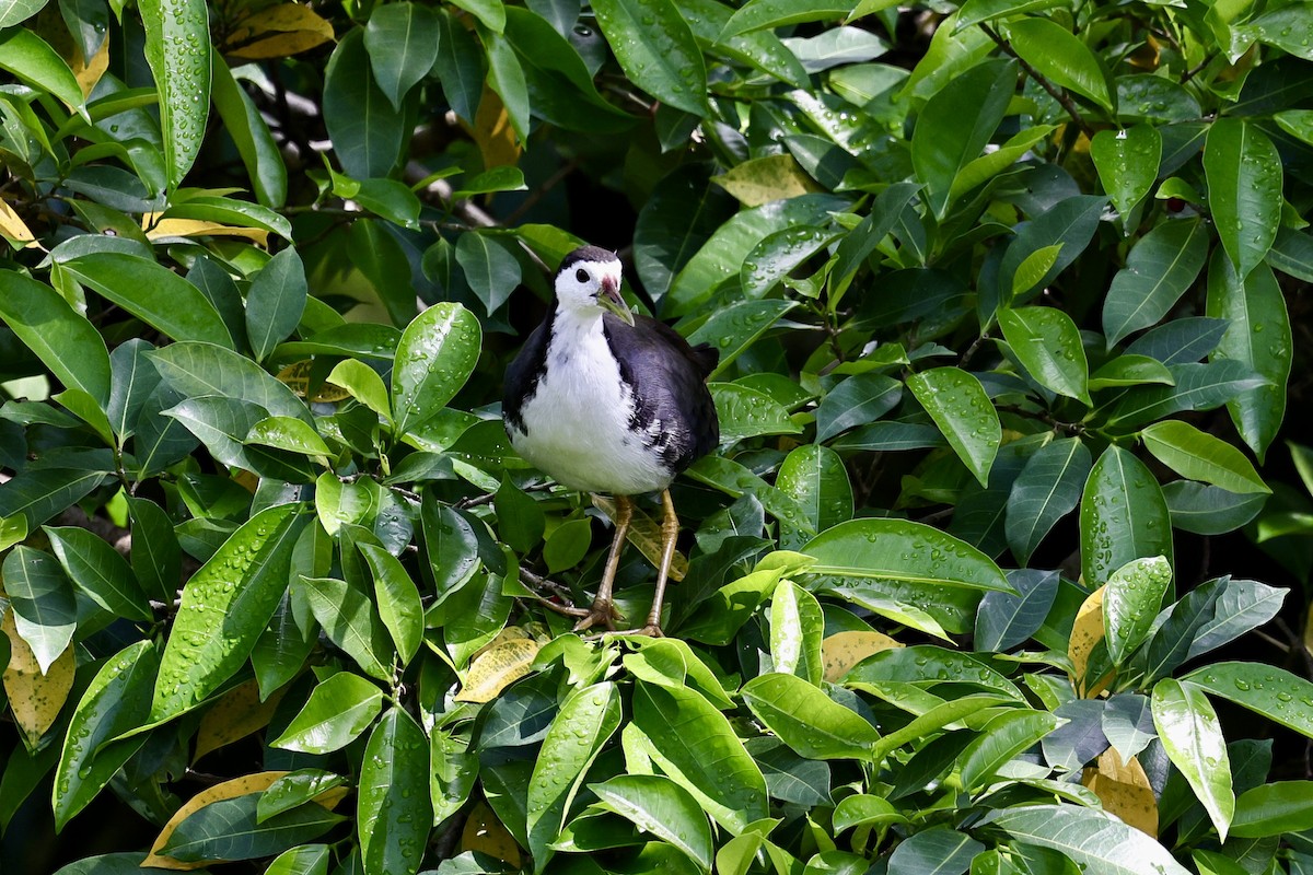 eBird Checklist - 5 Nov 2025 - 台北--大安森林公園(Taipei--Da'an Forest Park ...