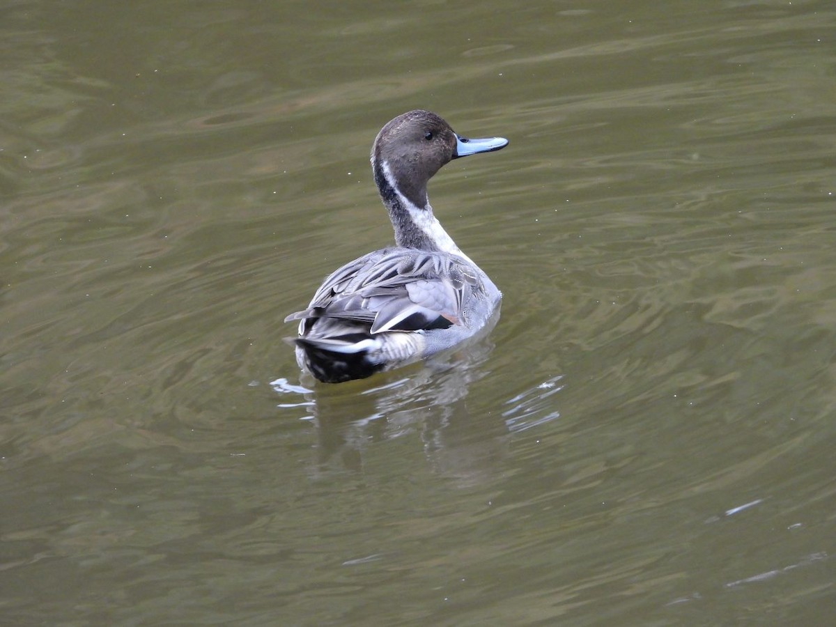 eBird Checklist - 5 Nov 2025 - 横浜市--称名寺 (Yokohama--Shomyoji Temple) - 10 species
