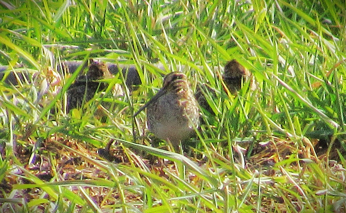 Pennsylvania Bird Atlas Checklist - 3 Nov 2025 - Cross Creek - Boat ...