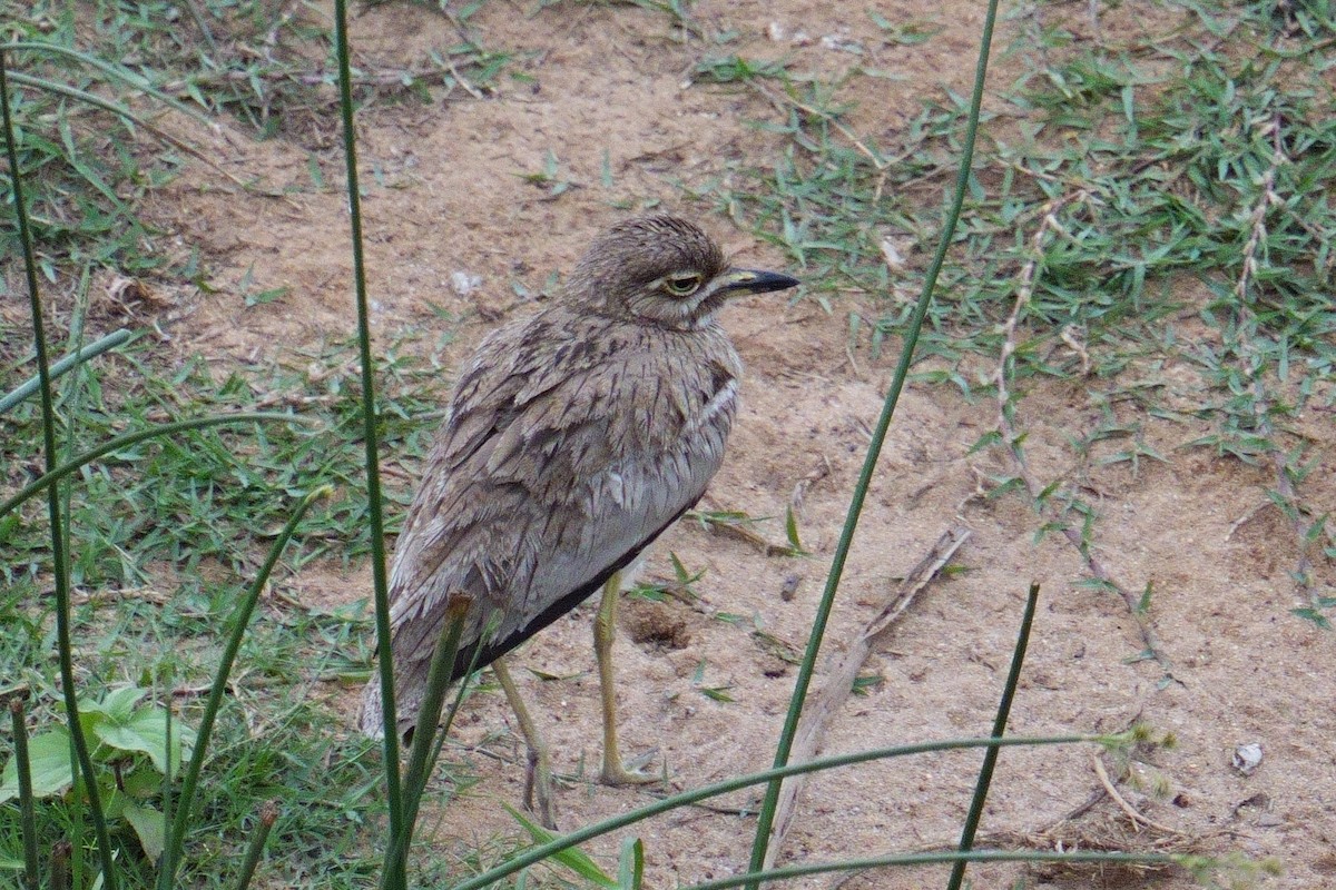 eBird Checklist - 10 Oct 2025 - Kruger NP--Malelane Gate (Crocodile ...