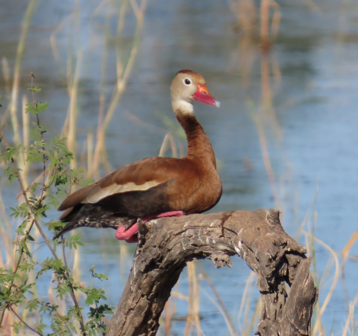 eBird Checklist - 5 Nov 2025 - Santa Ana NWR (LTC 059) - 86 species (+2 ...