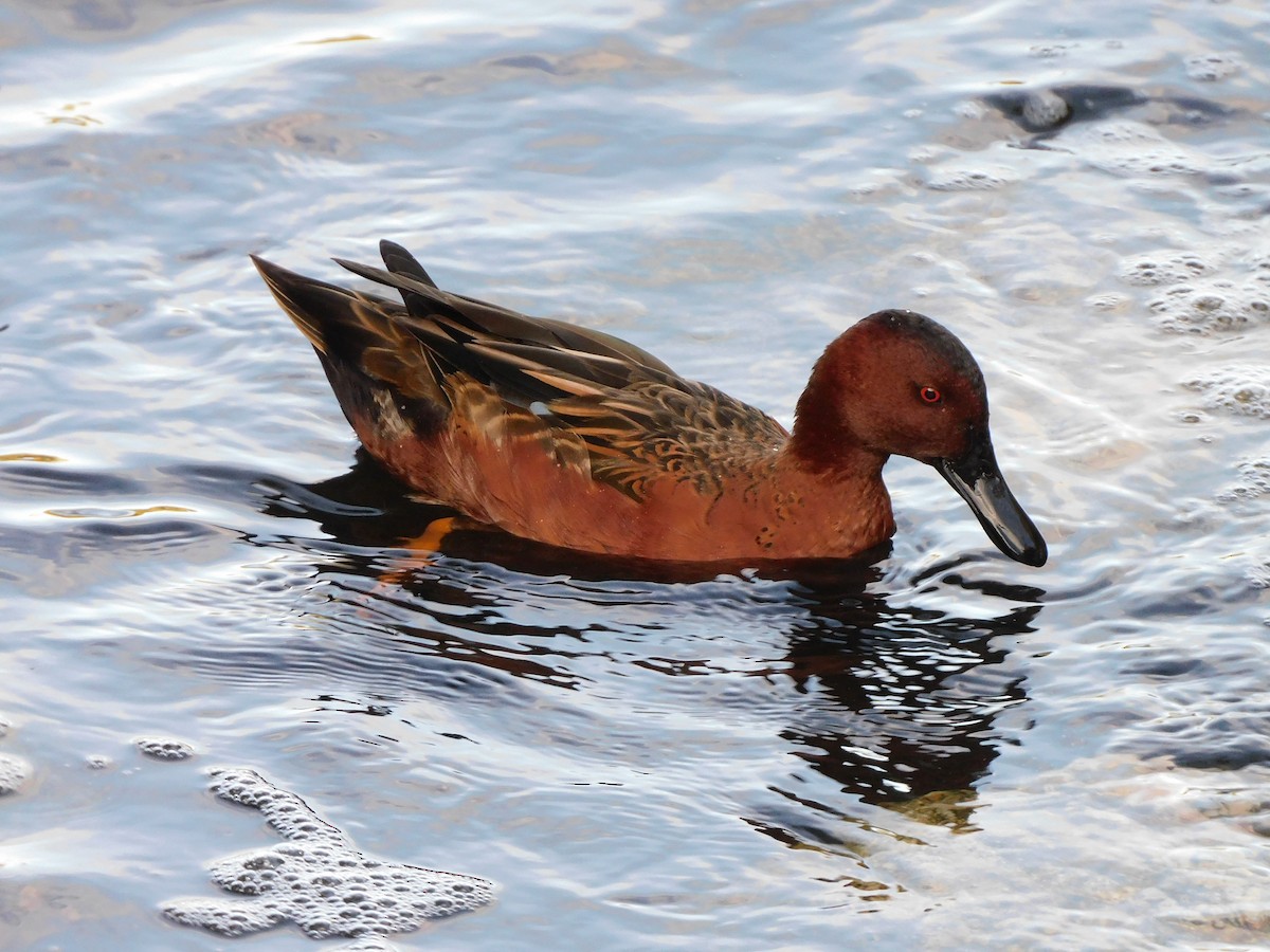 eBird Checklist - 14 Oct 2025 - Henderson Bird Viewing Preserve - 39 ...
