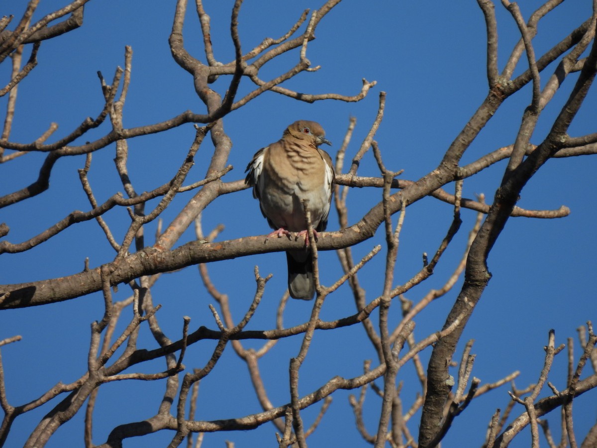eBird Checklist - 6 Nov 2025 - Archgate Park, Plano - 18 species