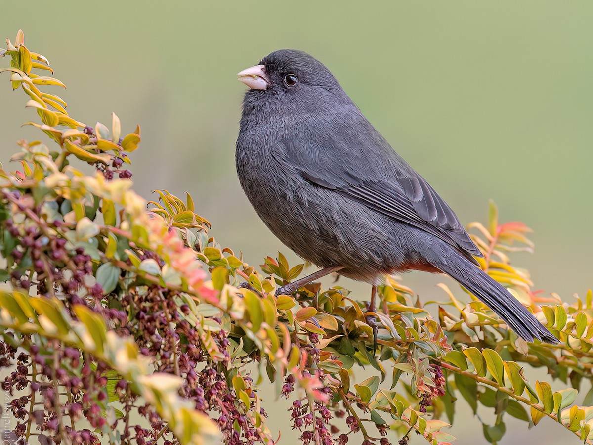 Paramo Seedeater - Catamenia homochroa - Birds of the World