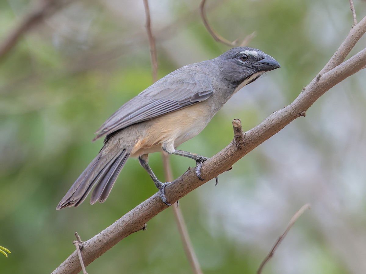 Olive-gray Saltator - Saltator olivascens - Birds of the World