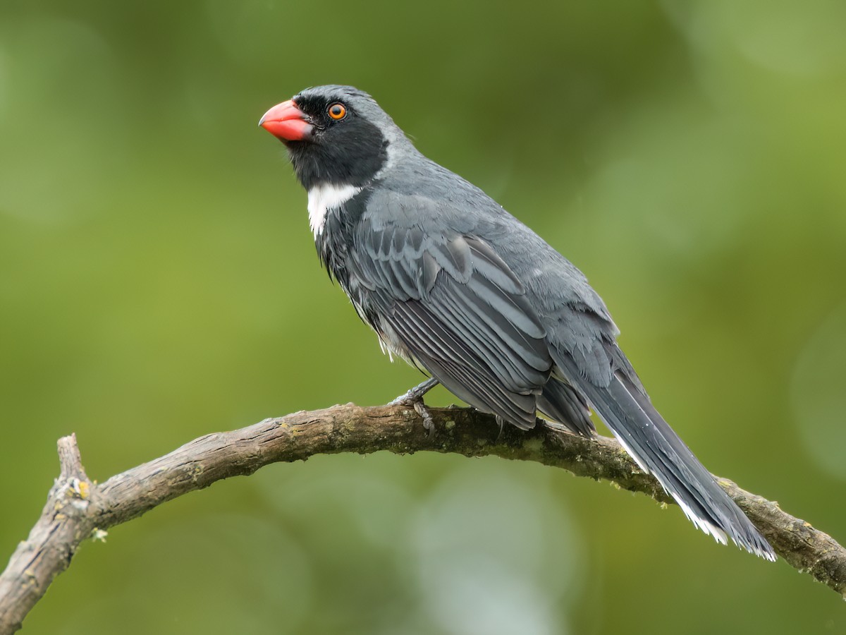 Masked Saltator - Saltator cinctus - Birds of the World