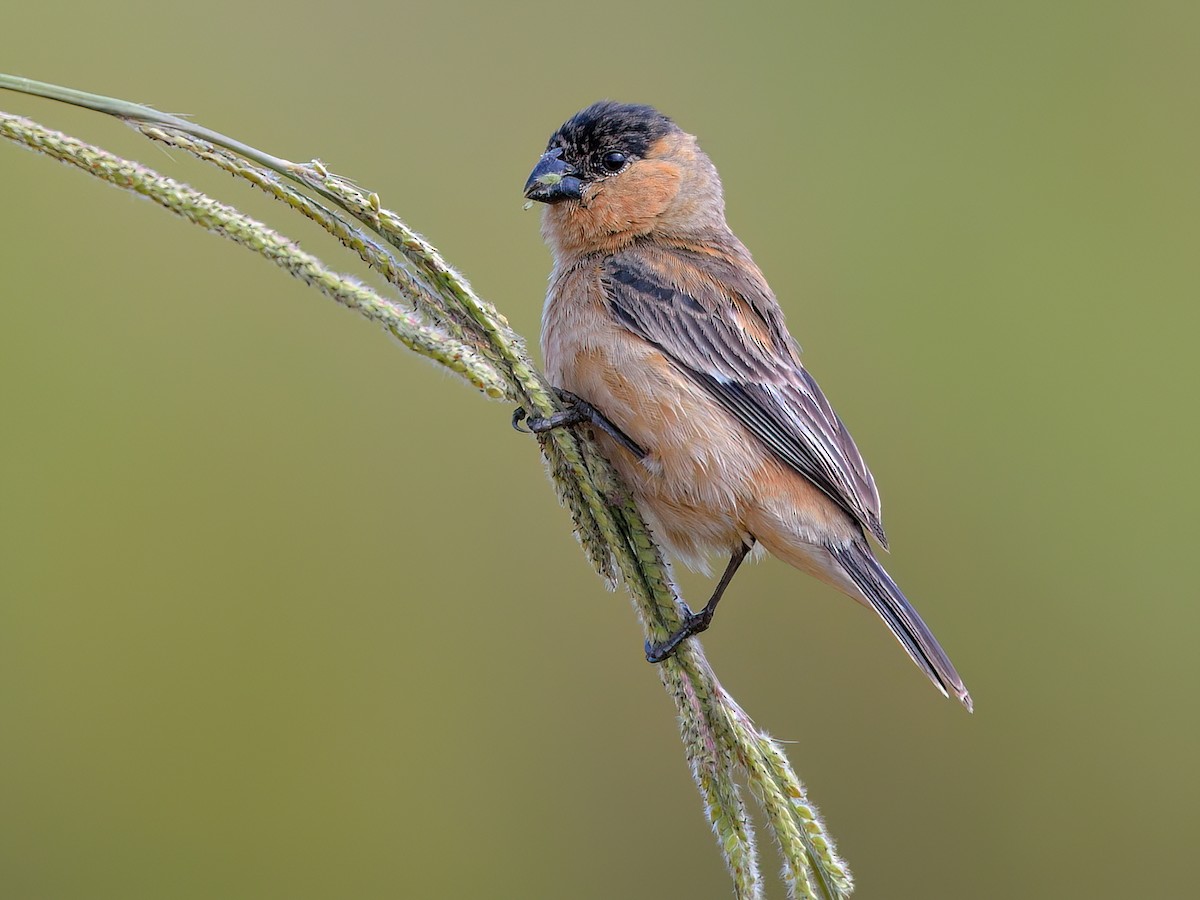 Copper Seedeater - Sporophila bouvreuil - Birds of the World
