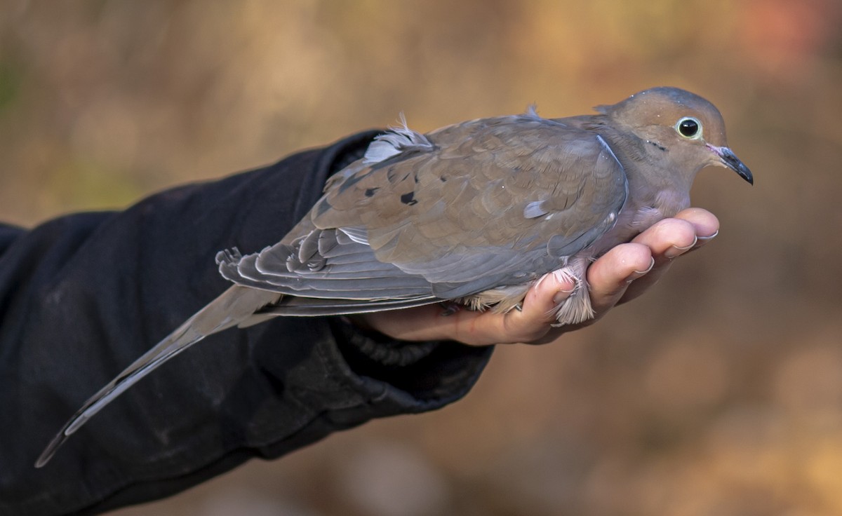 eBird Checklist - 6 Nov 2025 - Sand Bluff Bird Observatory - 14 species