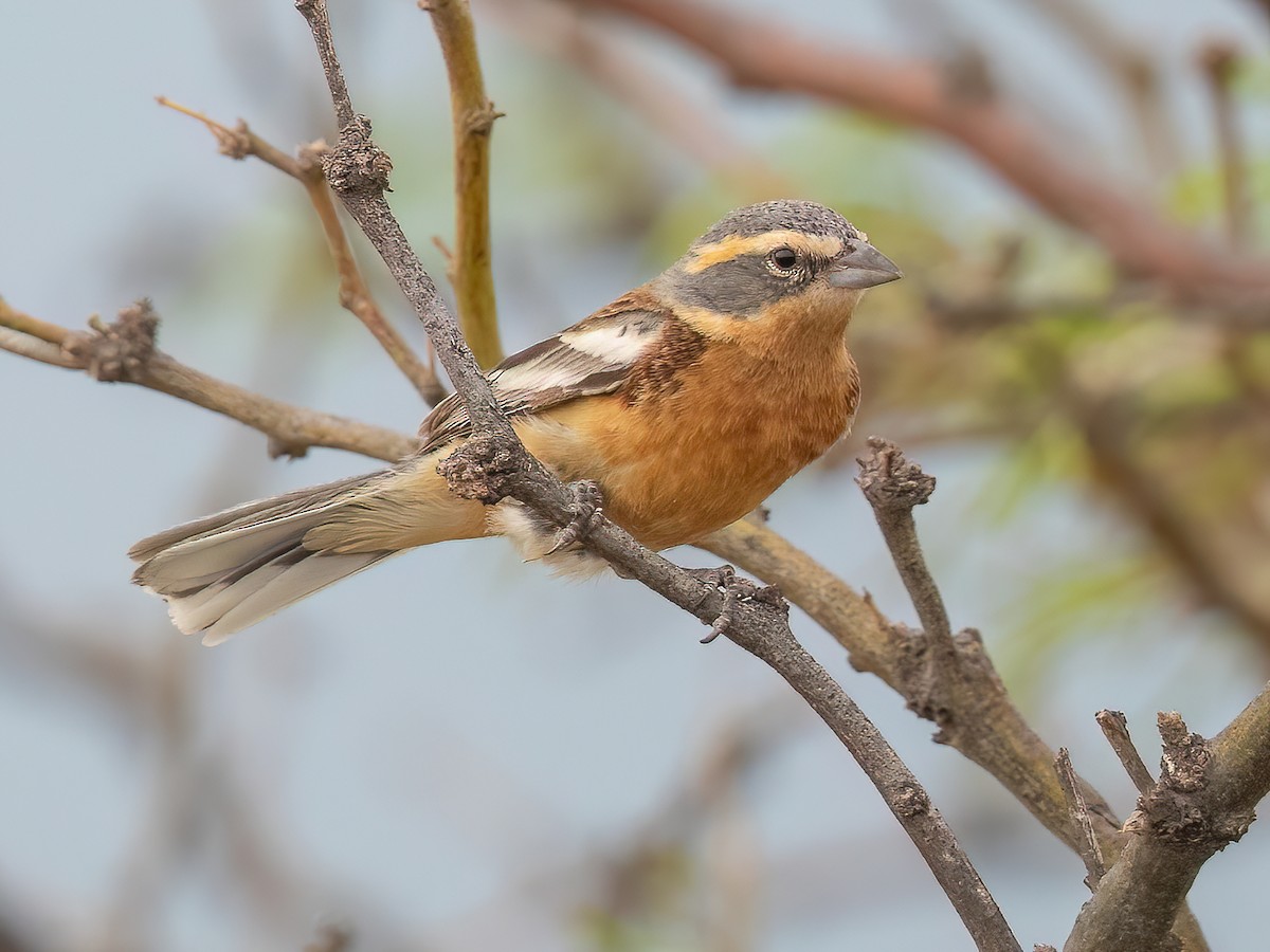 Cinnamon Warbling Finch - Poospiza ornata - Birds of the World