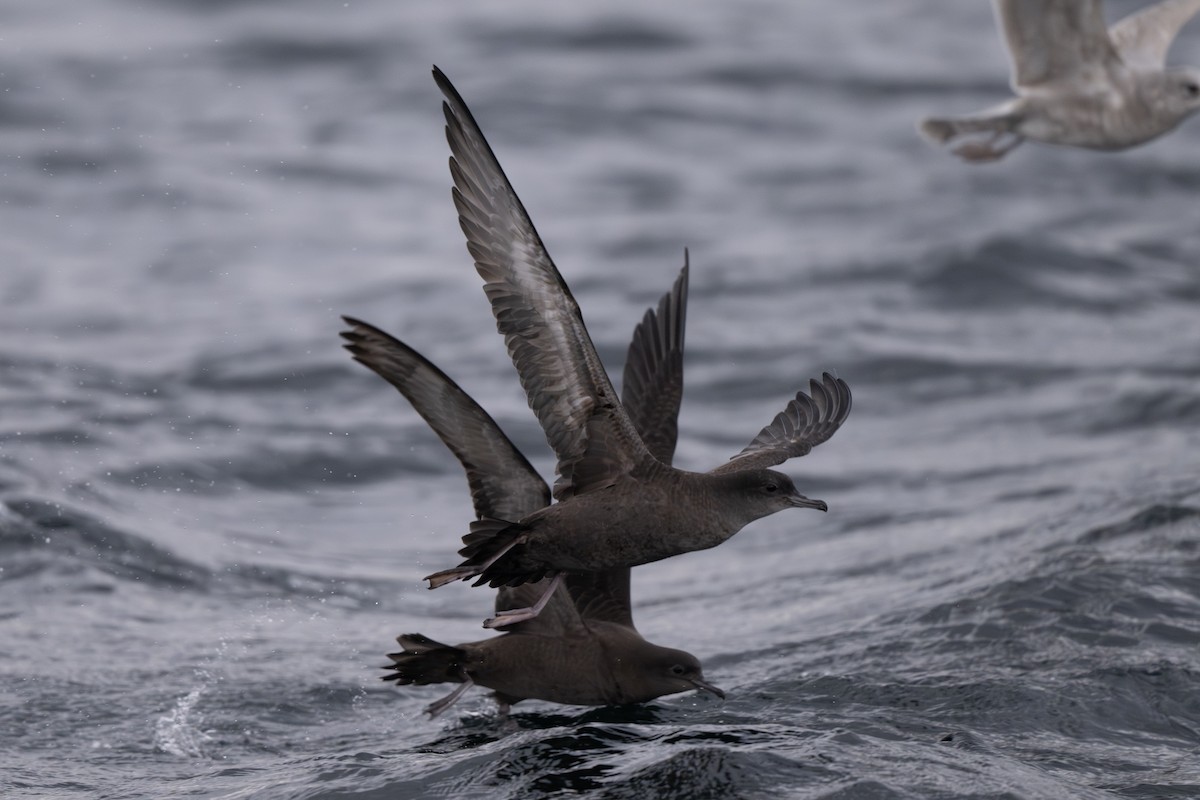 ML644792842 - Short-tailed Shearwater - Macaulay Library