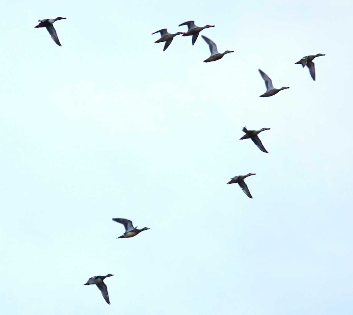 eBird Checklist - 6 Nov 2025 - Perico Preserve - 54 species