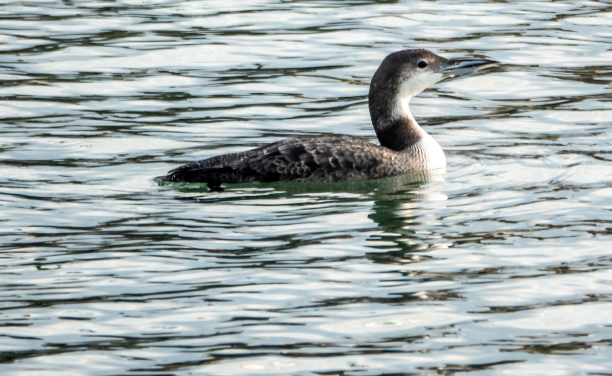 eBird Checklist - 7 Nov 2025 - Dunkirk Harbor - 25 species