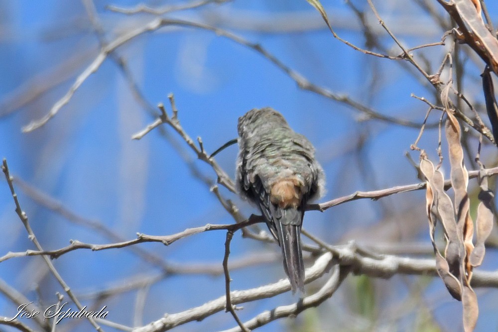 eBird Checklist - 7 Nov 2025 - Sede Antofagasta - Universidad Católica ...