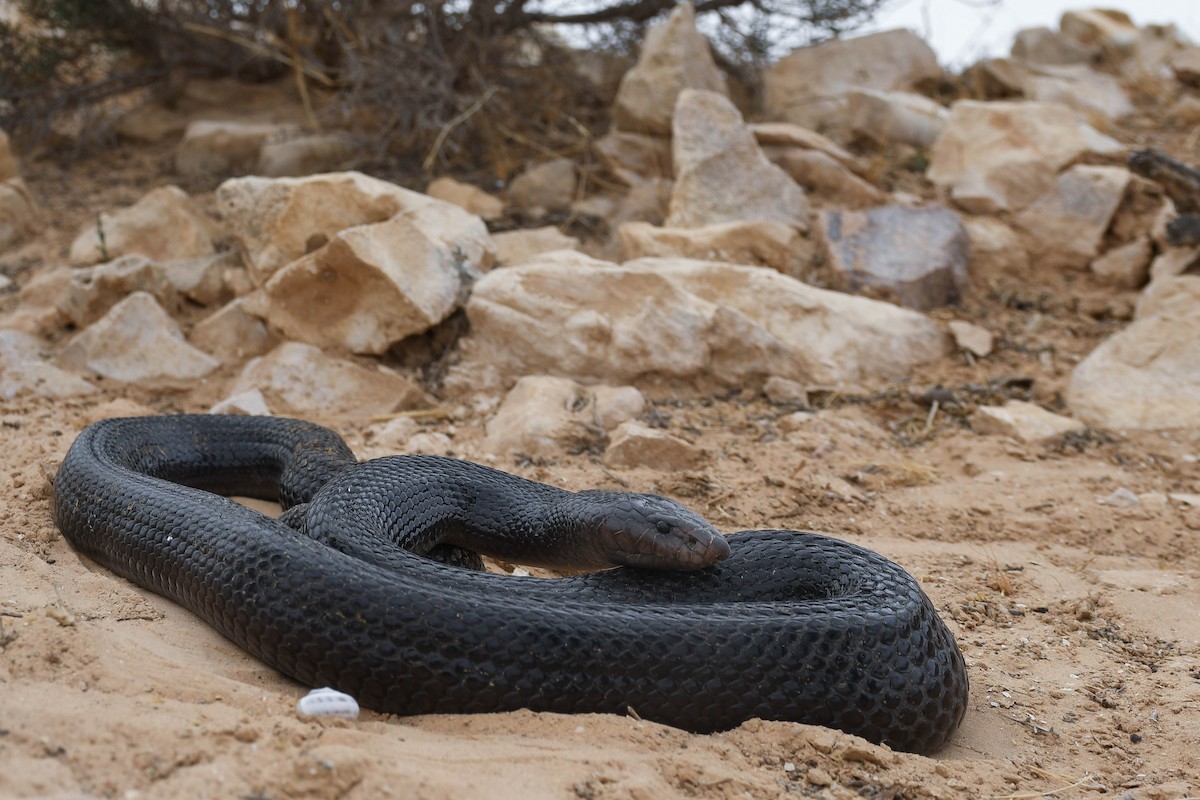 ML644813107 - Western Black Desert Cobra - Macaulay Library