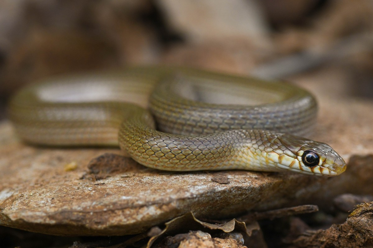 ML644813576 - Narrow-striped Dwarf Snake - Macaulay Library