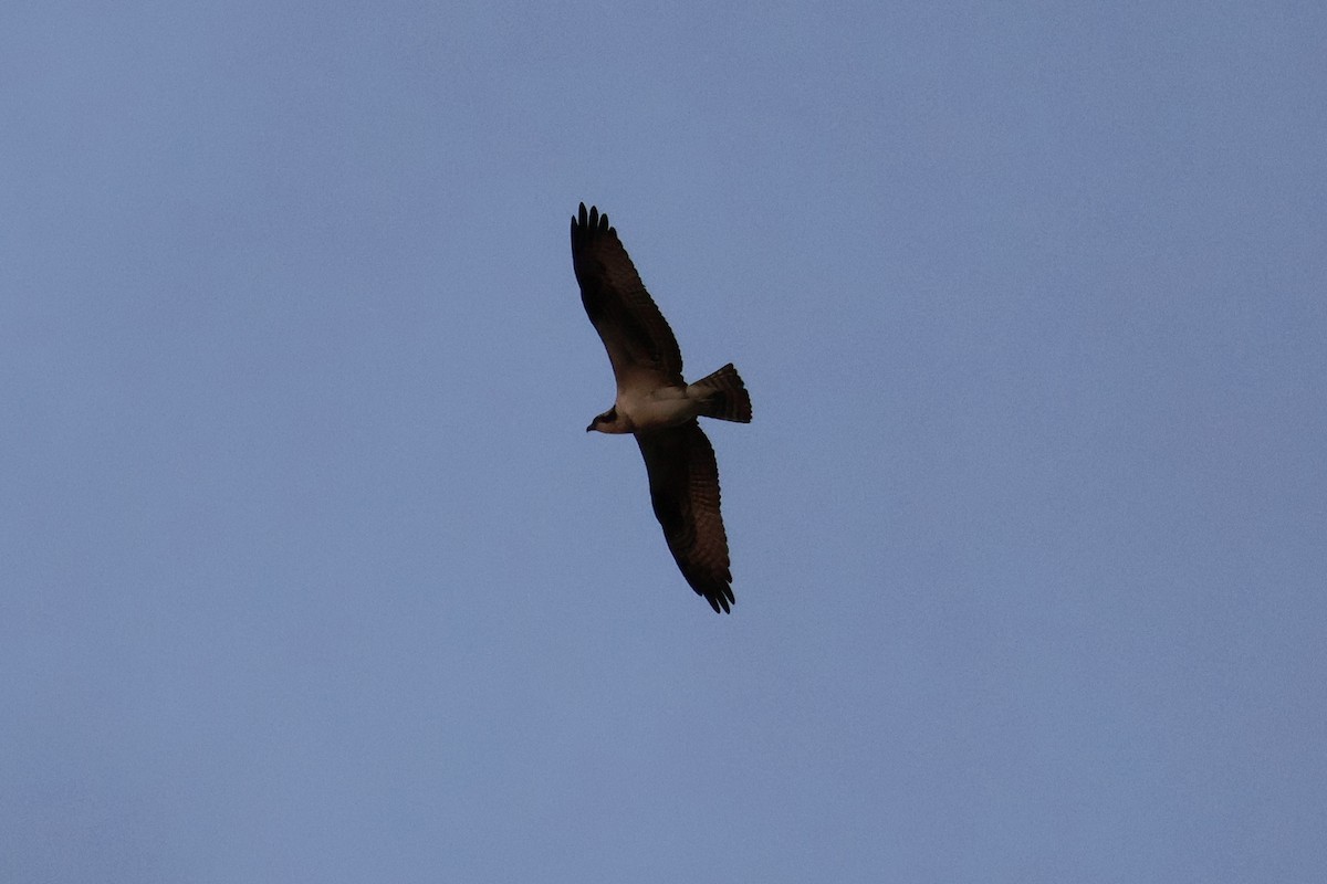 eBird Checklist - 6 Nov 2025 - Prospect Park - 67 species (+2 other taxa)