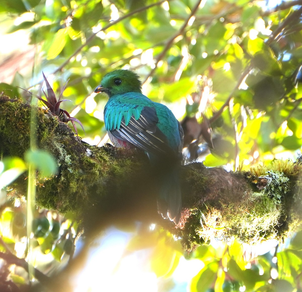 eBird Checklist - 7 Nov 2025 - Paraiso Quetzal Lodge - Km 70 - 31 species