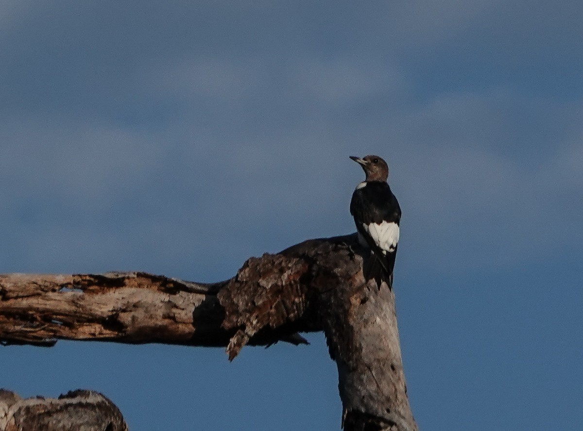 eBird Checklist - 7 Nov 2025 - Duette Preserve--Bear Bay Road - 31 species