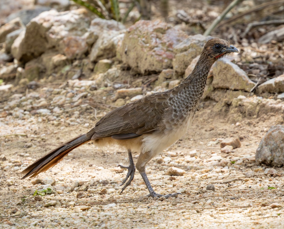 eBird Checklist - 26 Oct 2025 - Boa Nova--Lajedo dos Beija-Flores - 43 ...